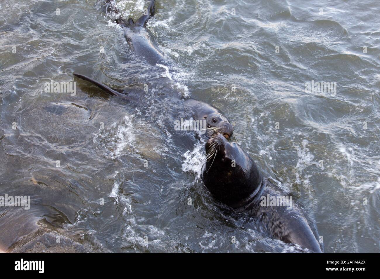 a couple of sea lions fighting in the sea, Chile Stock Photo - Alamy