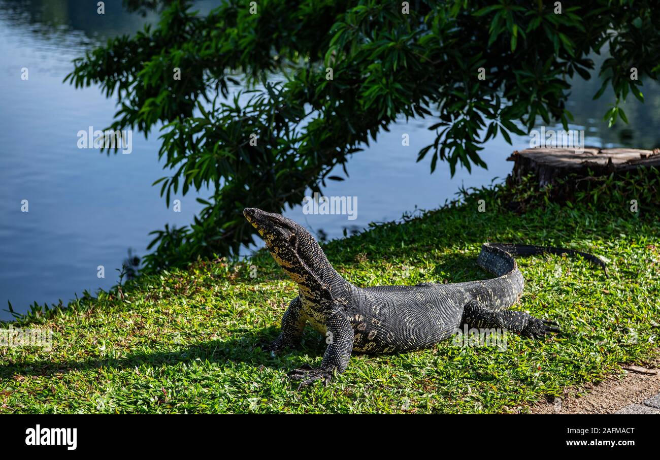 Asian water monitor lizard by the lake in Kandy / Sri Lanka Stock Photo ...