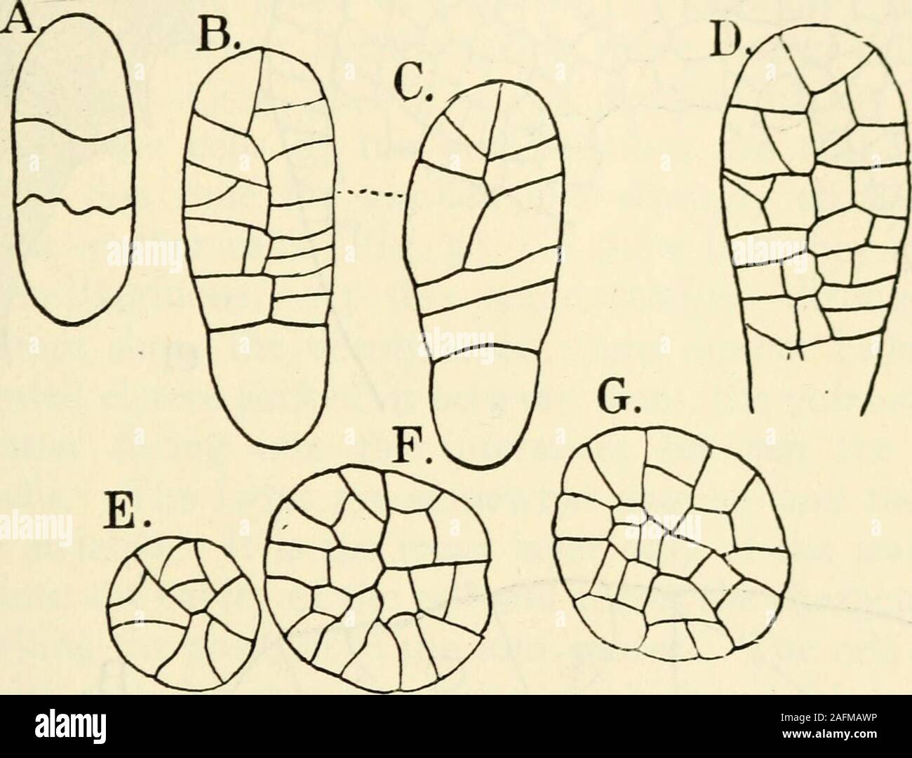 . The structure and development of mosses and ferns (Archegoniatae ...