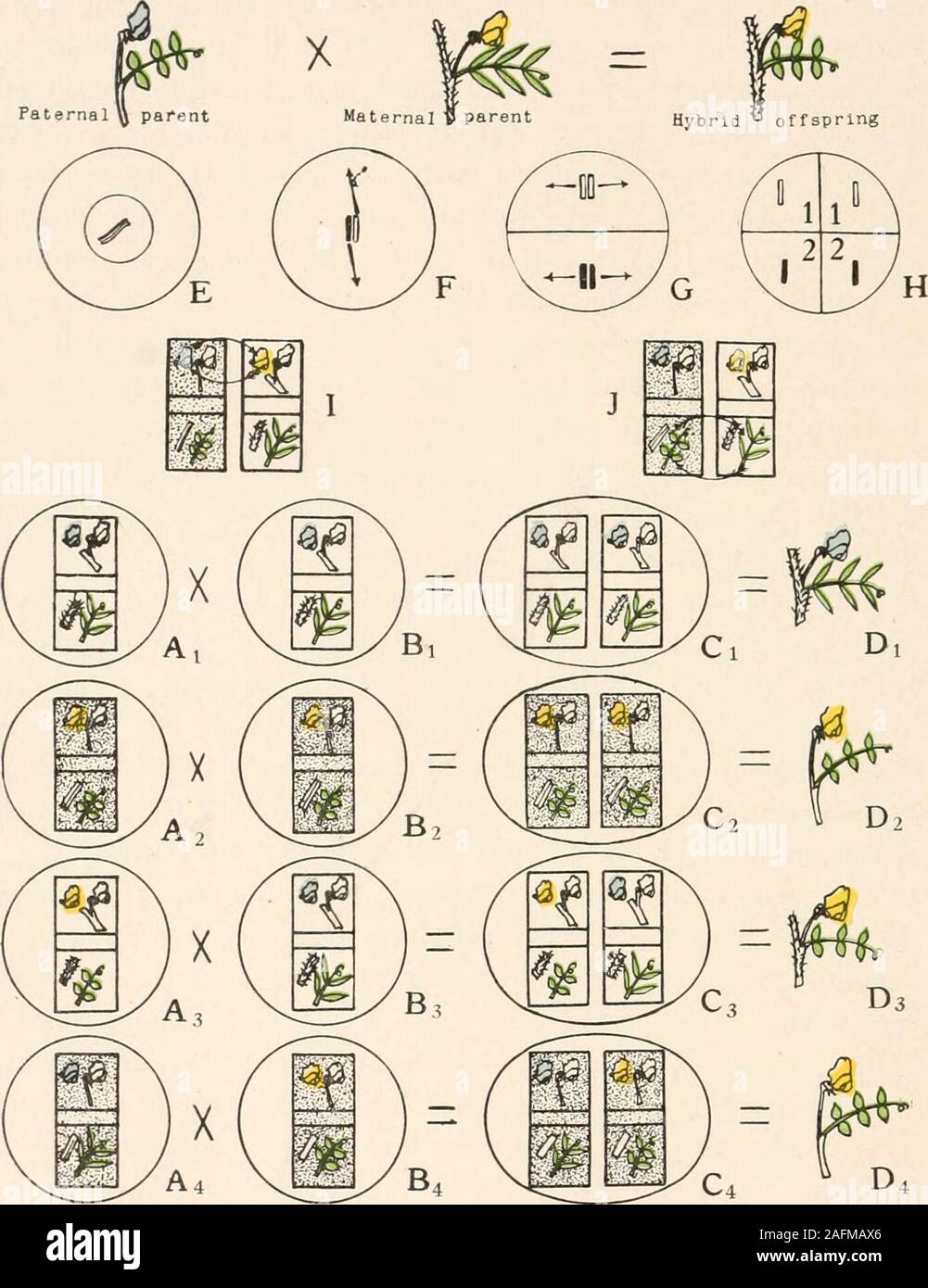 . Plant anatomy from the standpoint of the development and functions of ...