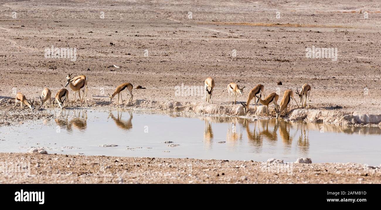 Animals arriving at water hole in desert of Namibia Stock Photo - Alamy
