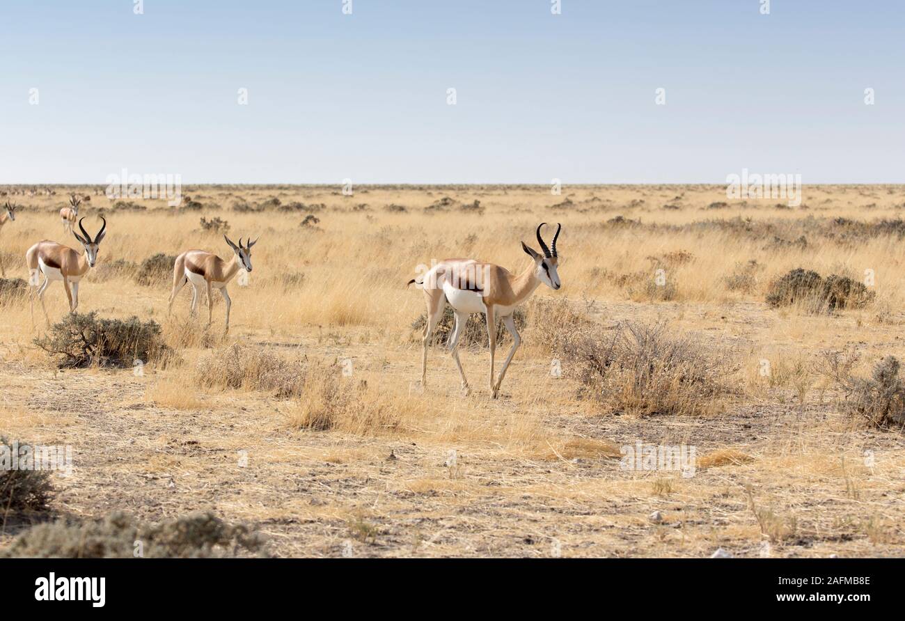 Some springboks in namibian savannah, Namibia Stock Photo - Alamy