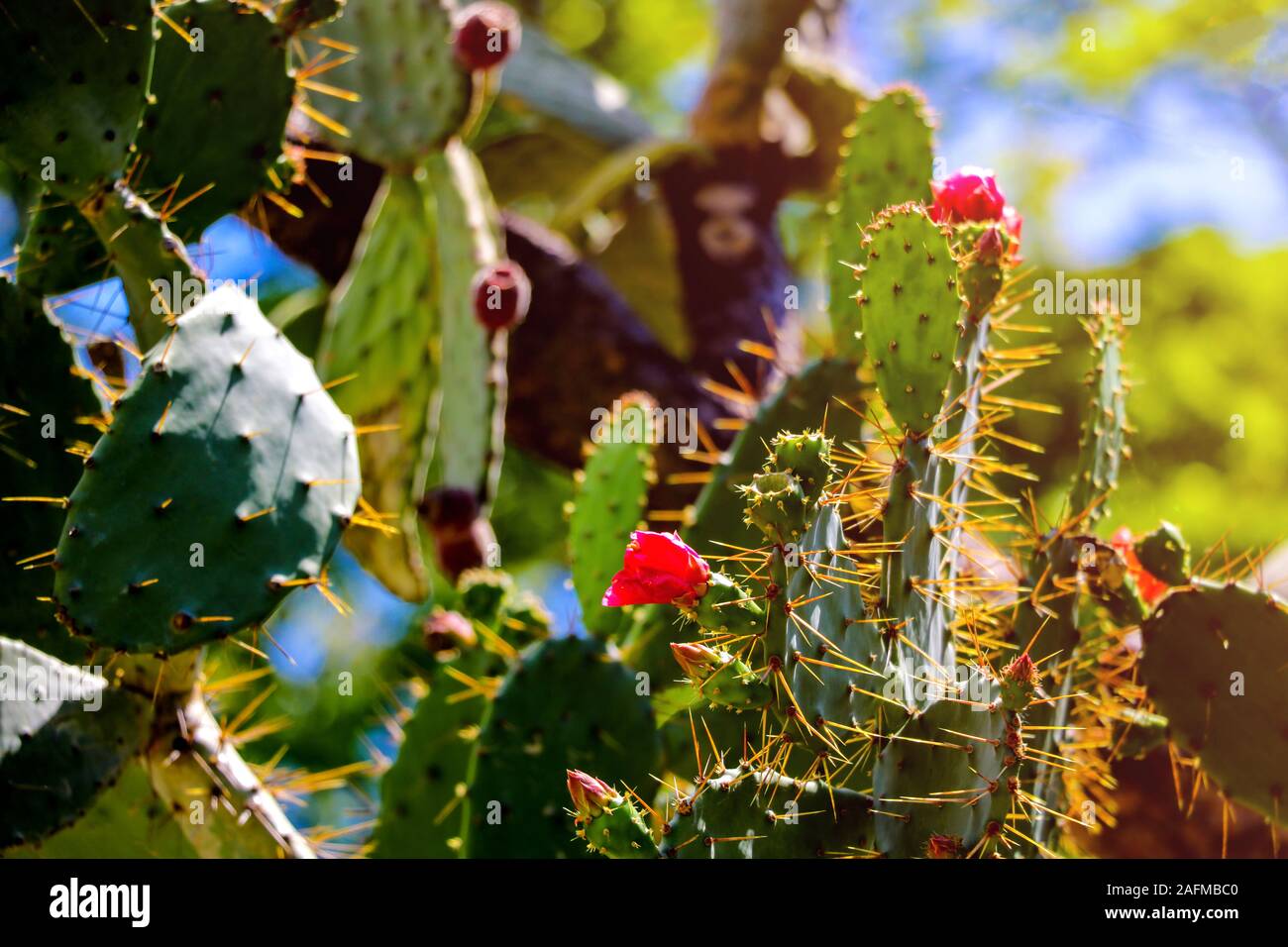 Prickly bushes hi-res stock photography and images - Alamy