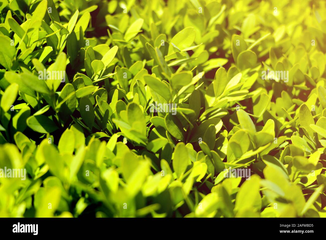 Soft bright light hi-res stock photography and images - Alamy