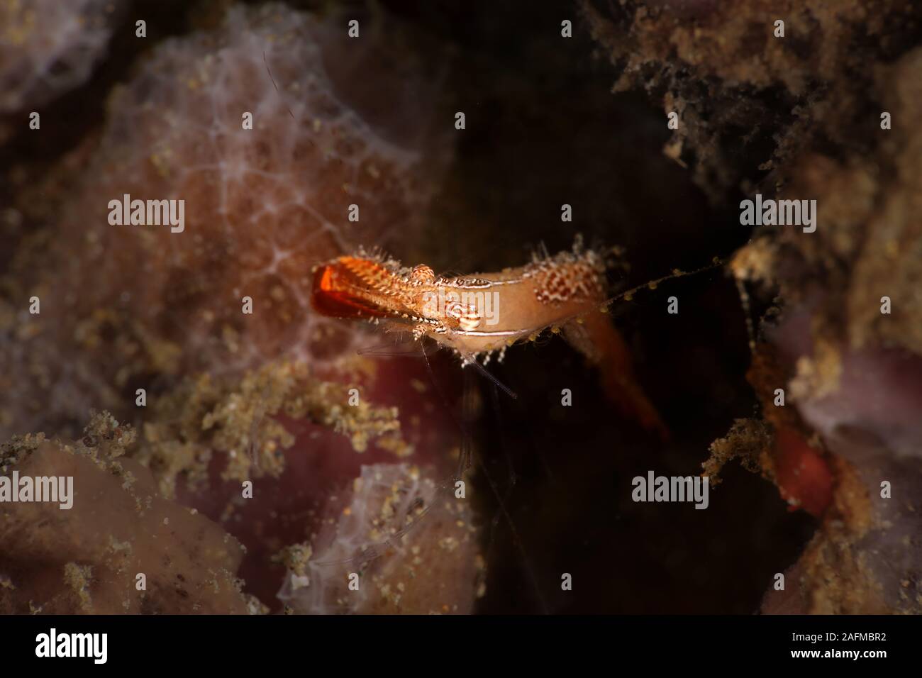 Donald duck shrimp leander plumosus hi-res stock photography and images ...