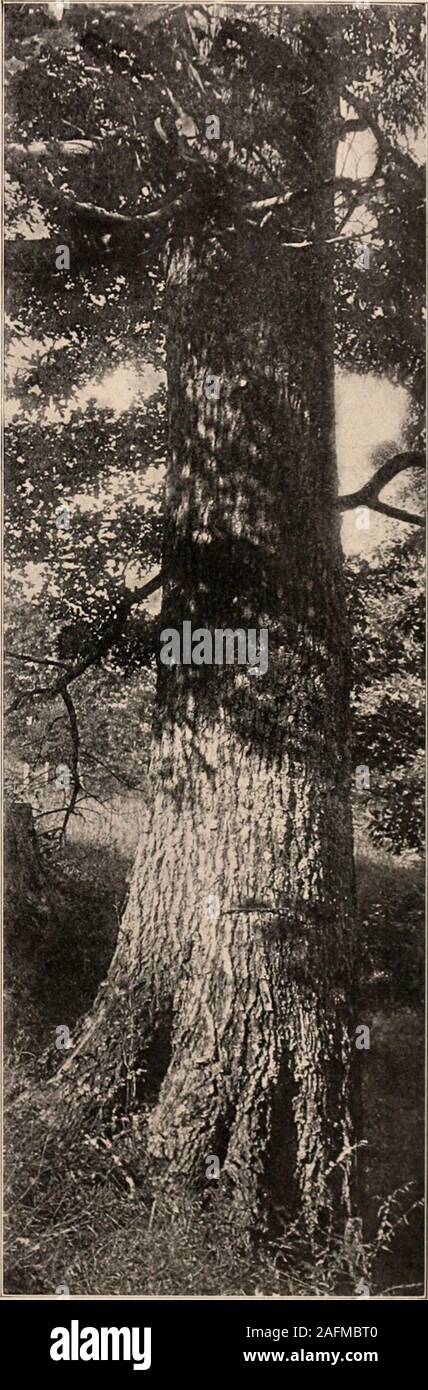 . Handbook of the trees of the northern states and Canada east of the ...