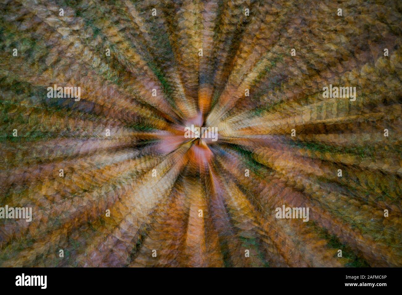 Fall Leaves Multiple Exposure Zoom Stock Photo - Alamy