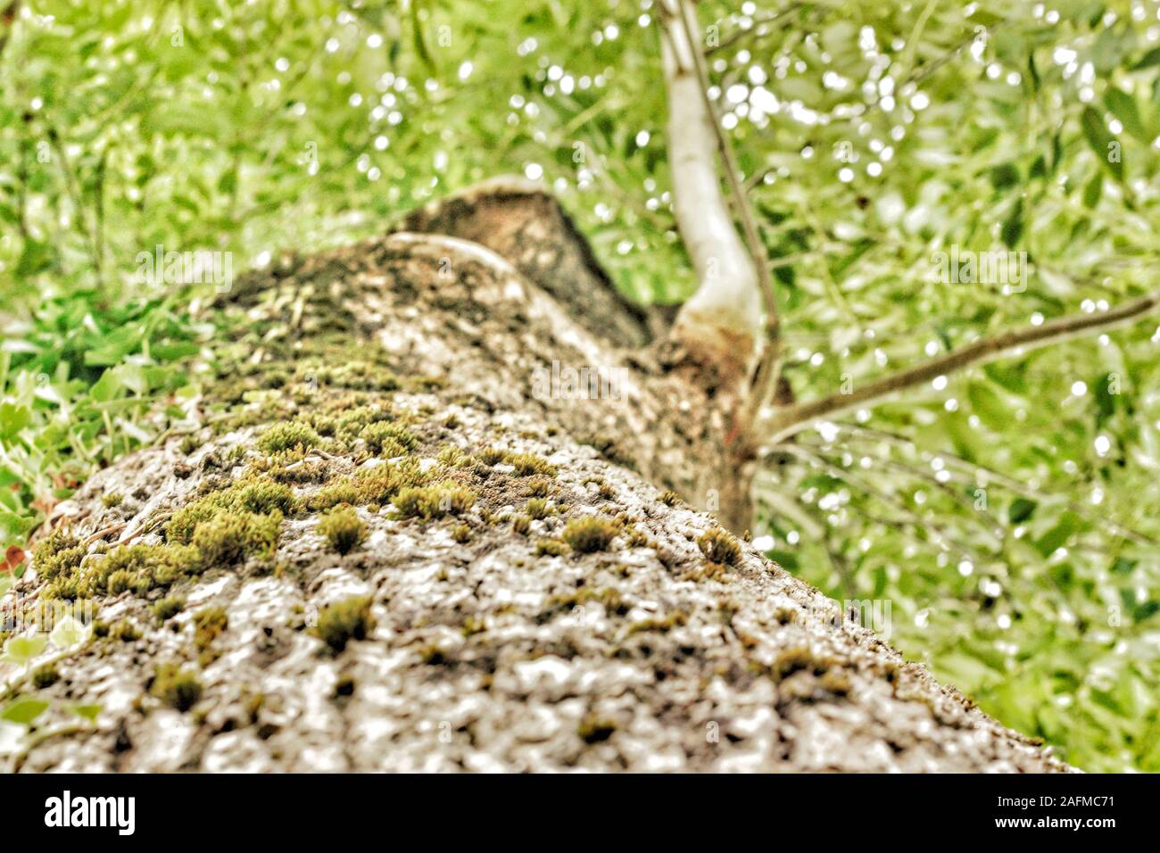 Contrapicado High Resolution Stock Photography and Images - Alamy