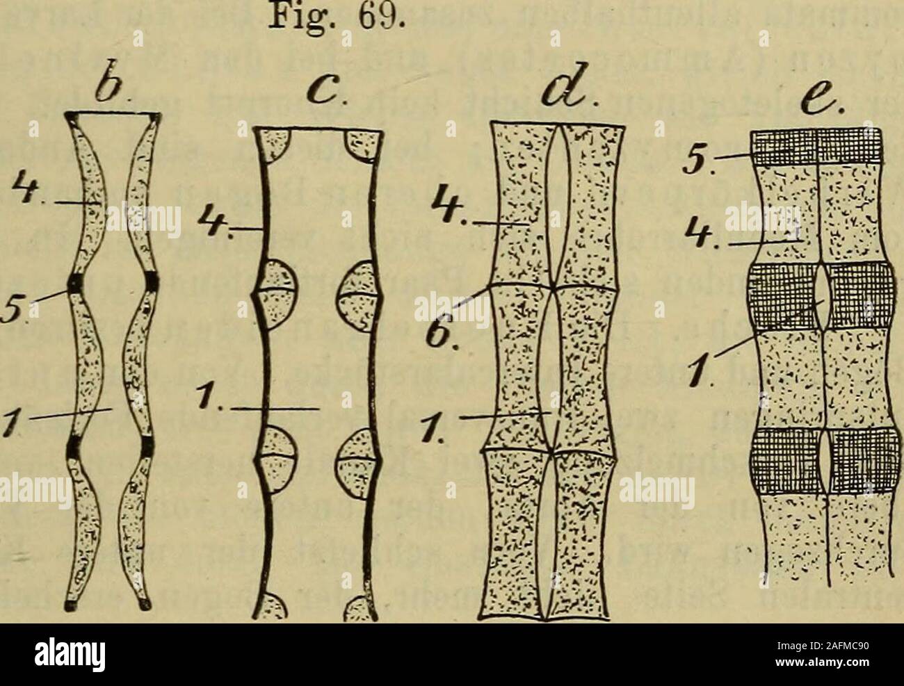 Wirbeltiere anatomie hi-res stock photography and images - Alamy