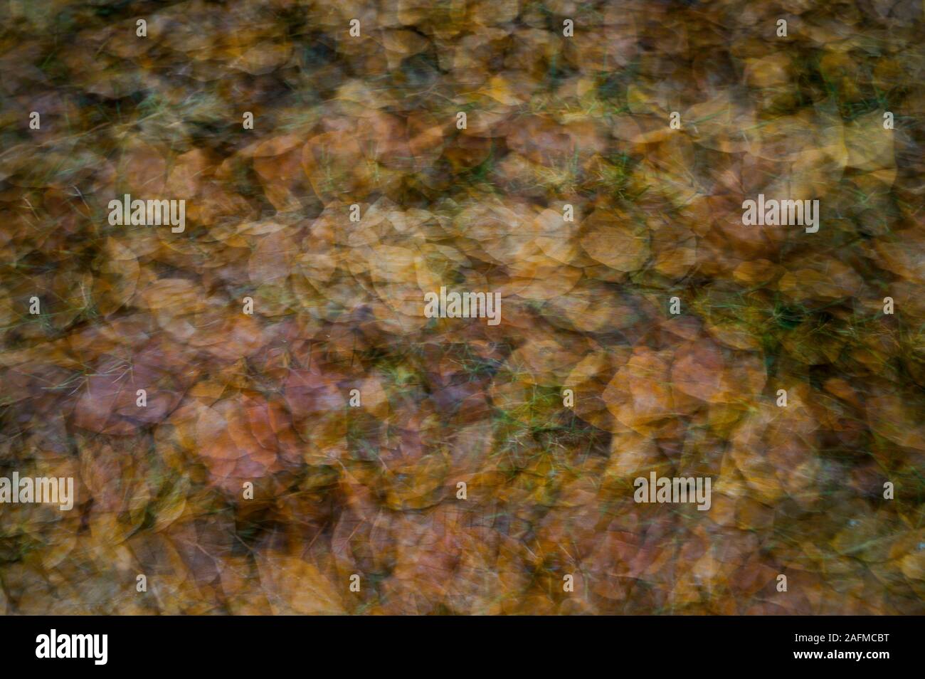 Fall Leaves Layered Multiple Exposure Stock Photo - Alamy