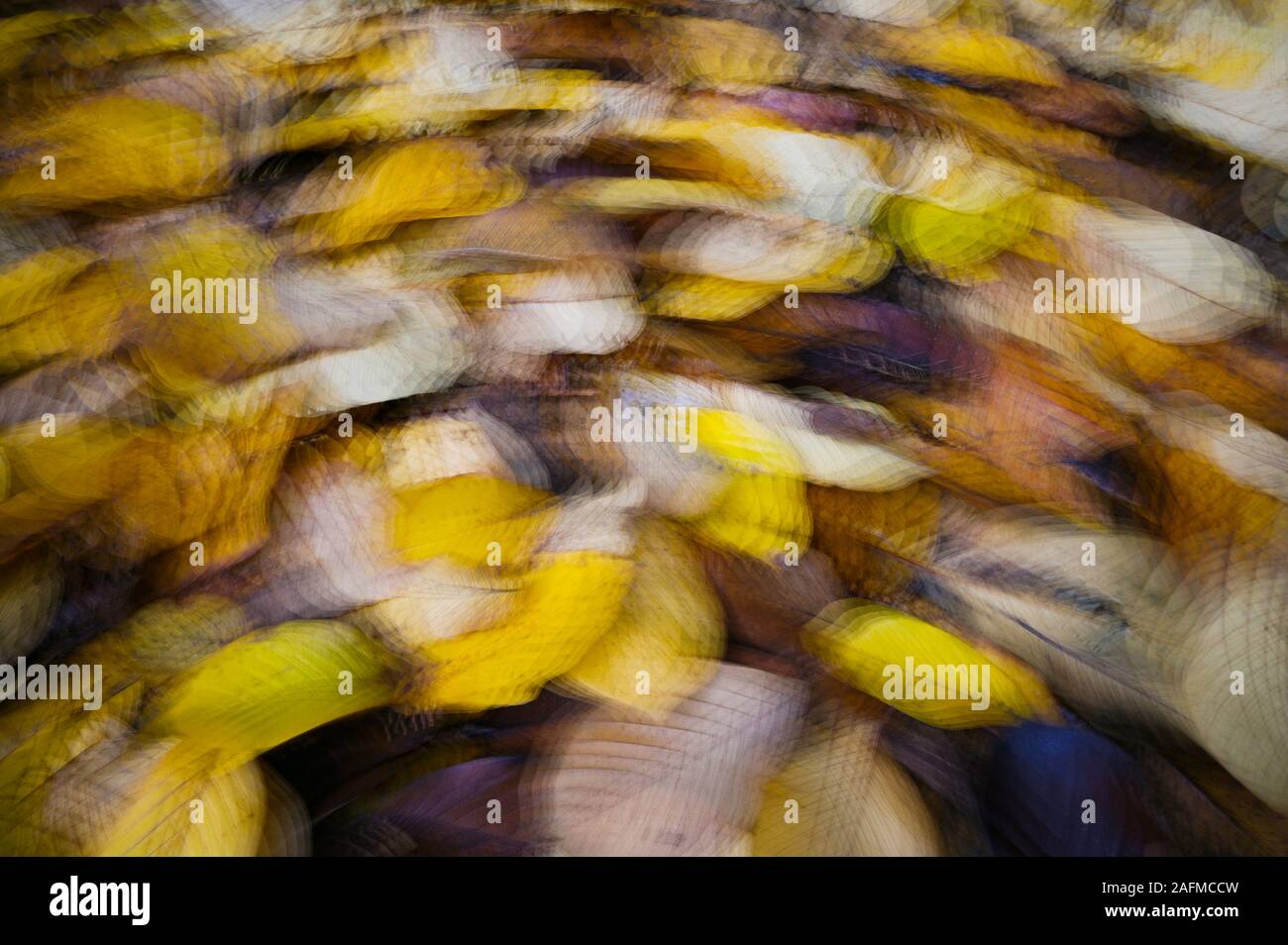 Fall Leaves Multiple Exposure Panning Stock Photo - Alamy