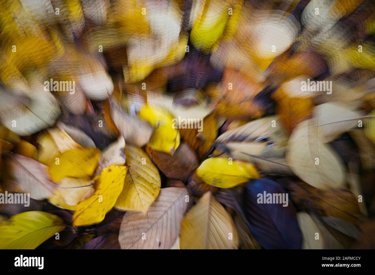 Fall Leaves Multiple Exposure Abstract Stock Photo - Alamy