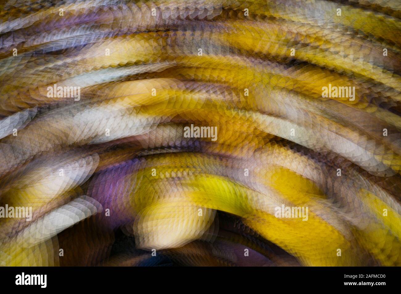 Fall Leaves Multiple Exposure Panning Stock Photo - Alamy