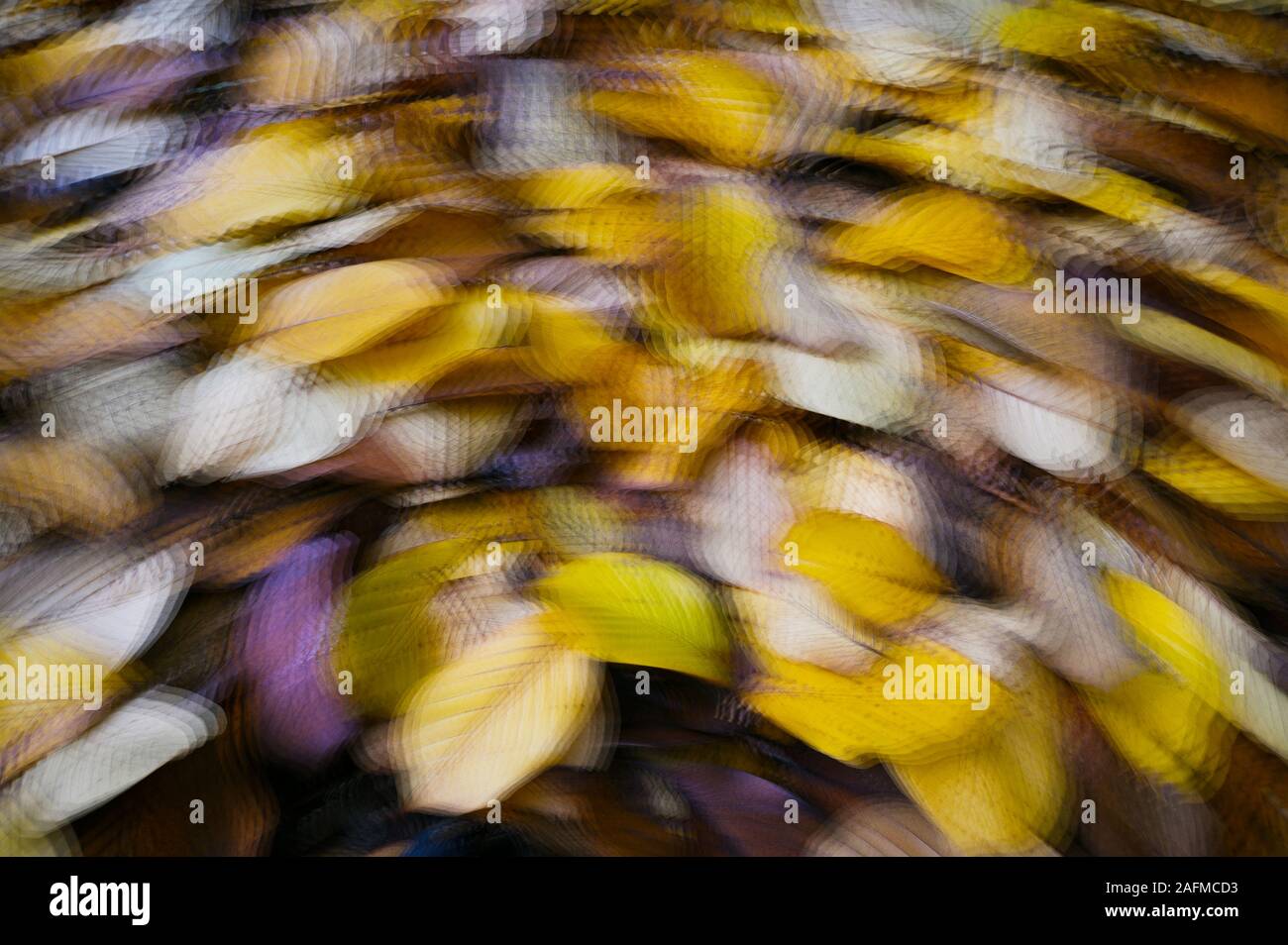 Fall Leaves Multiple Exposure Distorted Stock Photo - Alamy