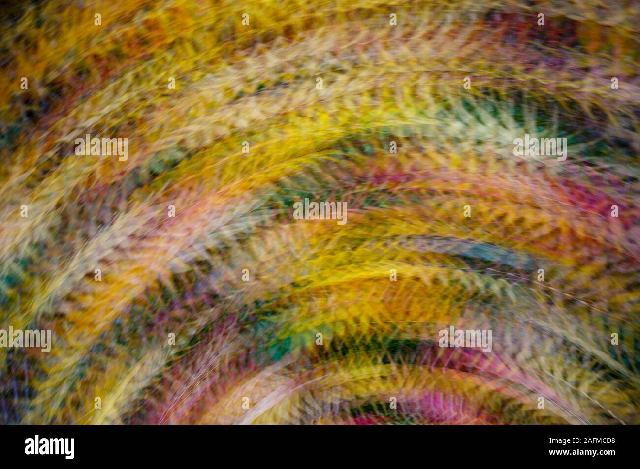 Fall Leaves Multiple Exposure Panning Camera Stock Photo - Alamy