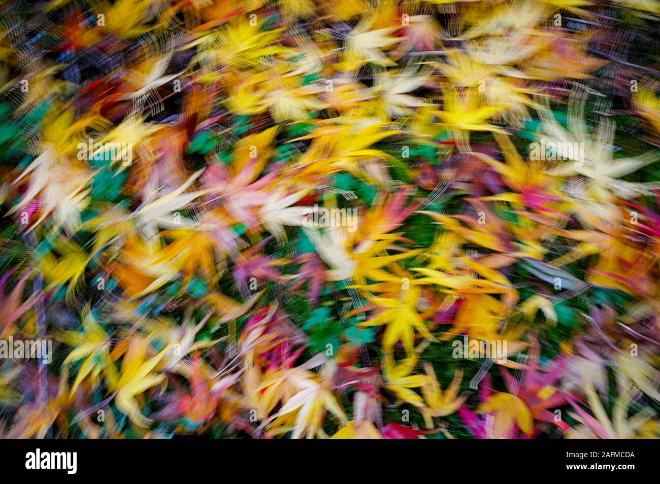 Fall Leaves Multiple Exposure Panning Camera Stock Photo - Alamy