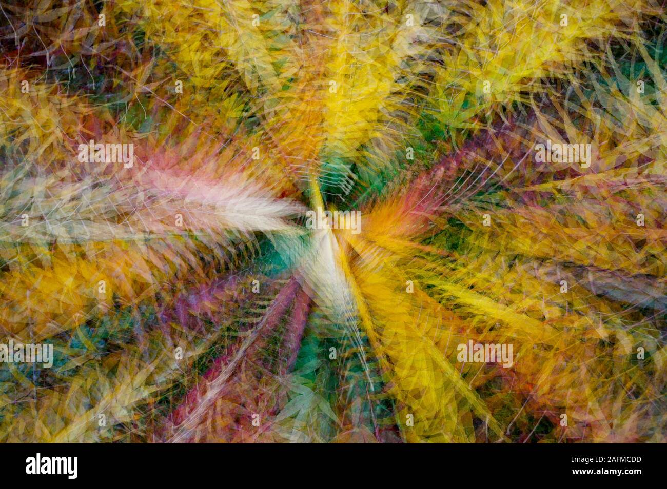 Fall Leaves Multiple Exposure Zoom Camera Stock Photo - Alamy