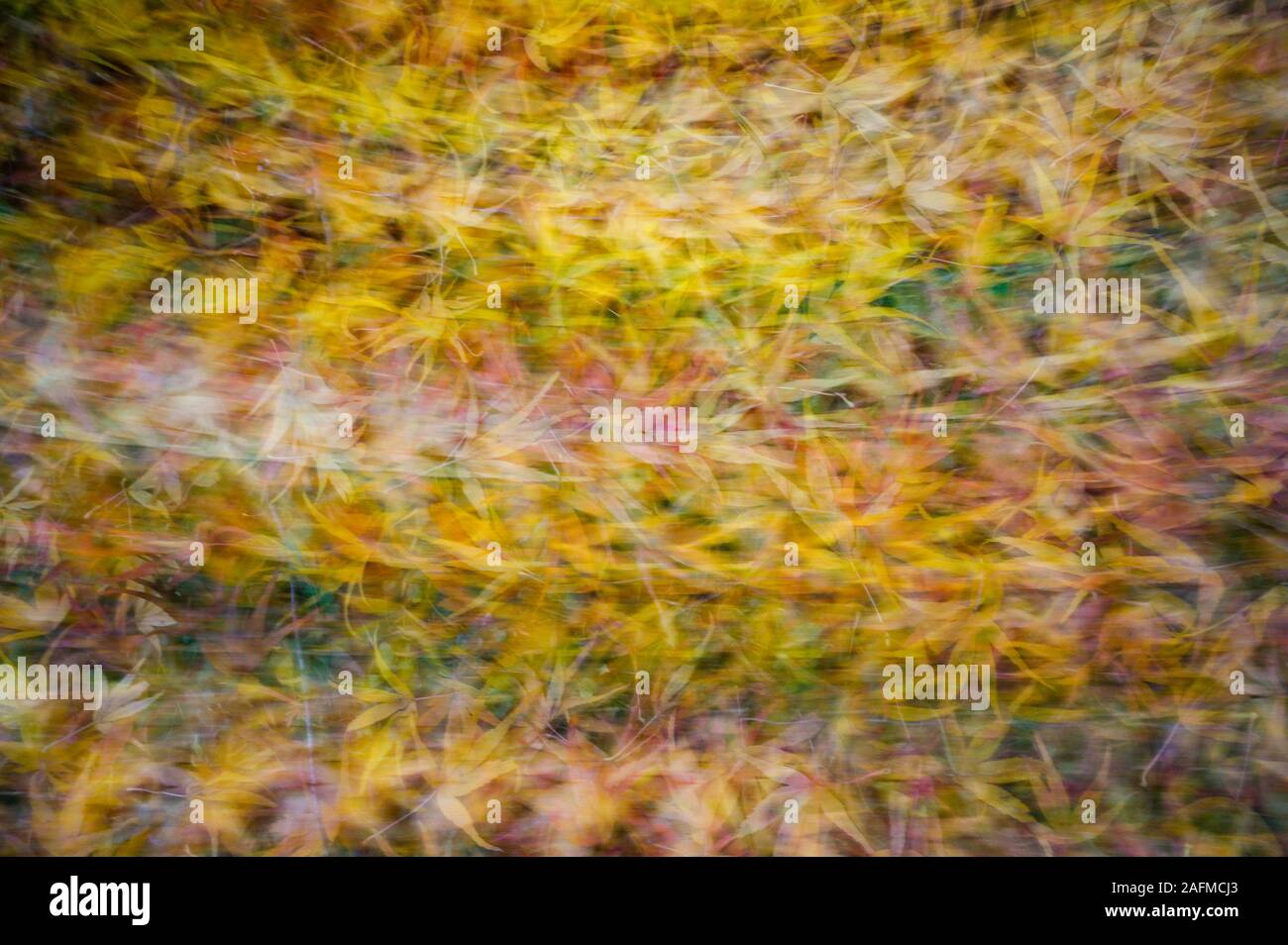 Fall Leaves Multiple Exposure Panning Camera Stock Photo - Alamy