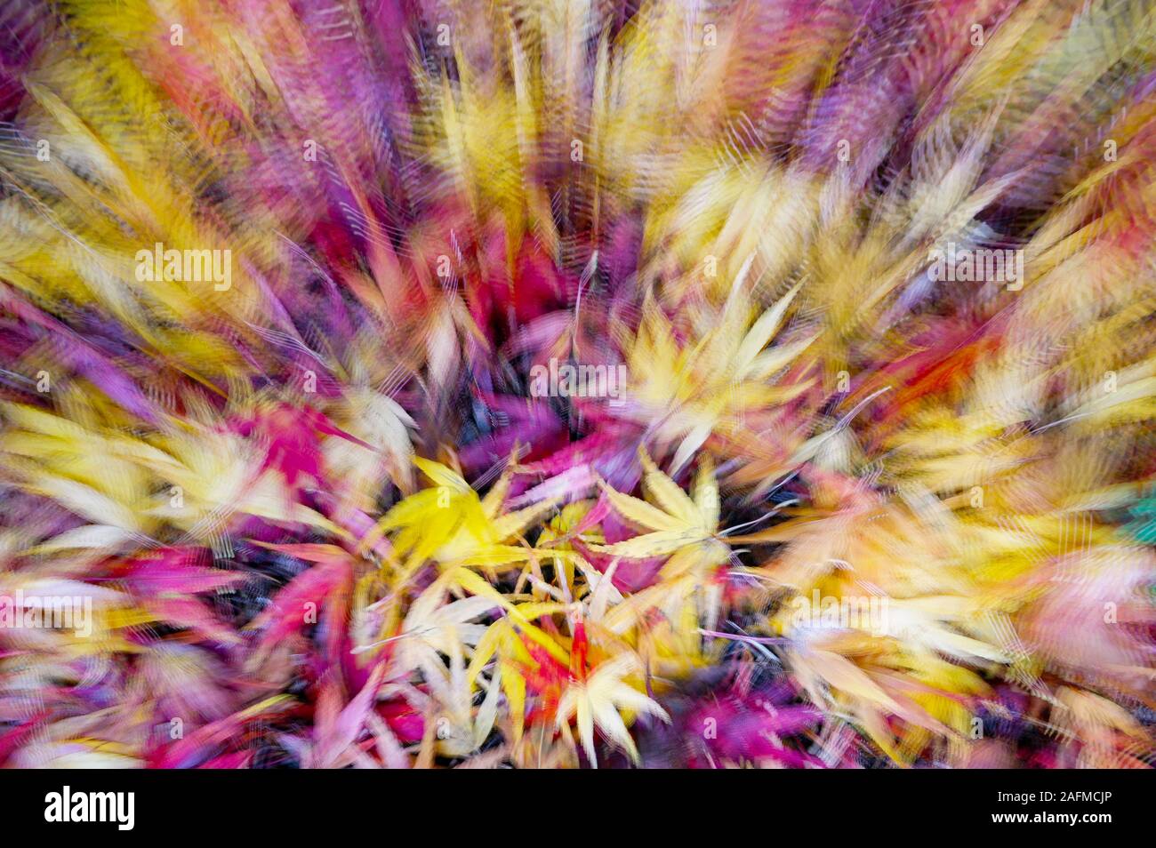 Fall Leaves Multiple Exposure Moving Camera Stock Photo - Alamy