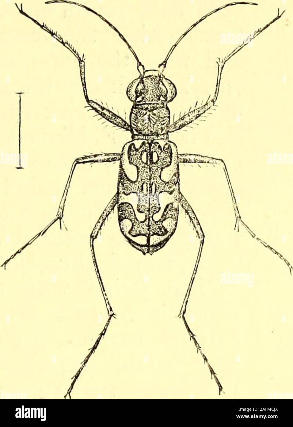 Metasternum hi-res stock photography and images - Alamy