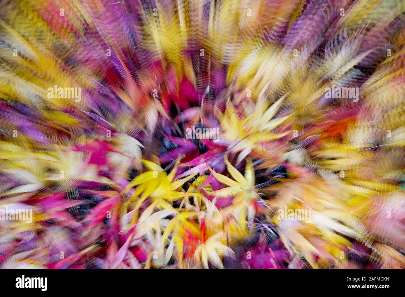 Fall Leaves Multiple Exposure Zooming Camera Stock Photo - Alamy
