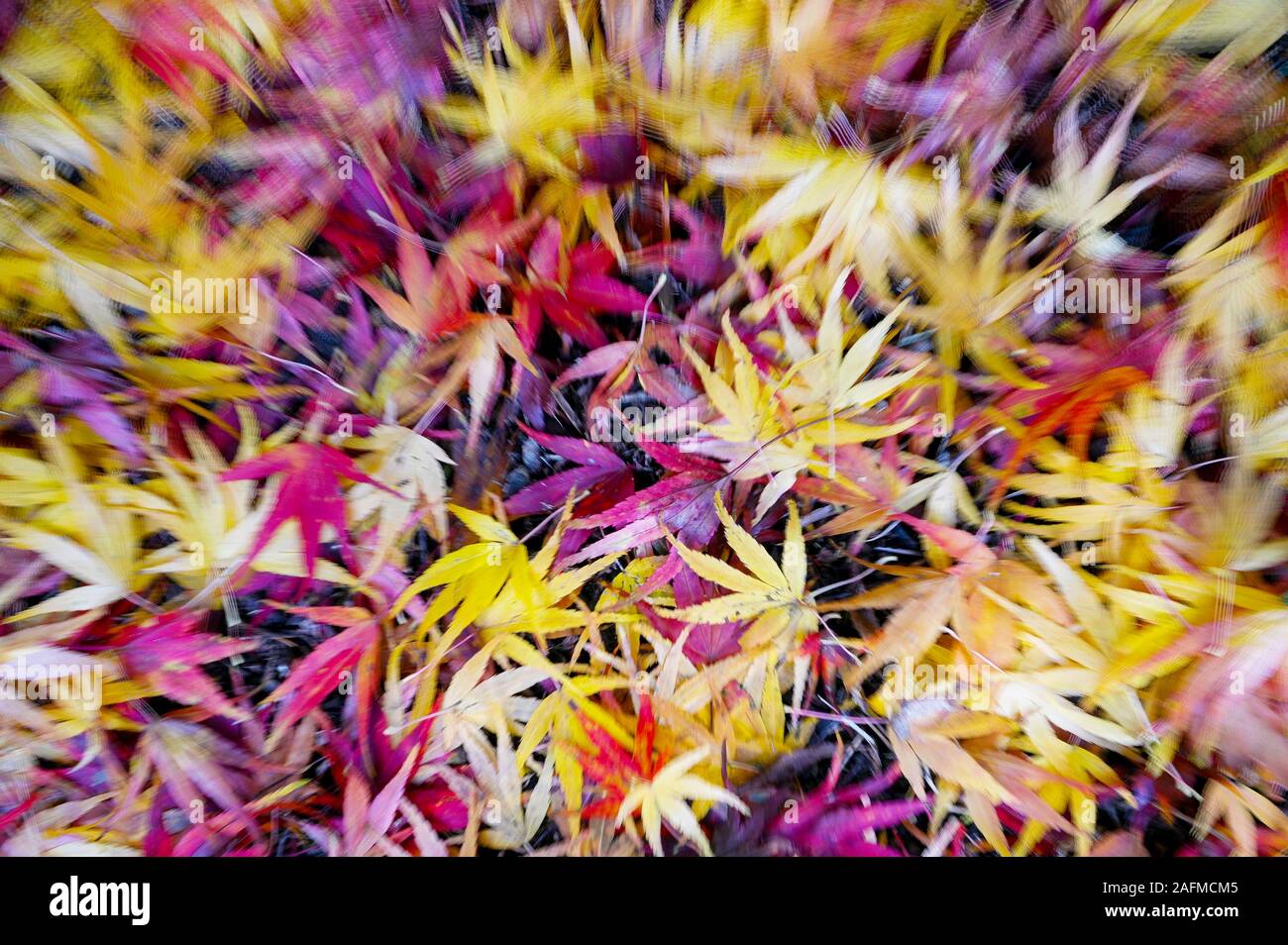 Fall Leaves Multiple Exposure Abstract Stock Photo - Alamy
