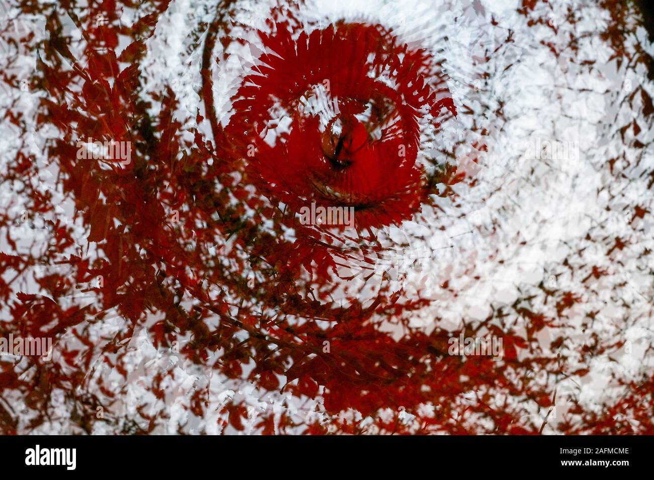 Fall Leaves Multiple Exposure Abstract Stock Photo - Alamy