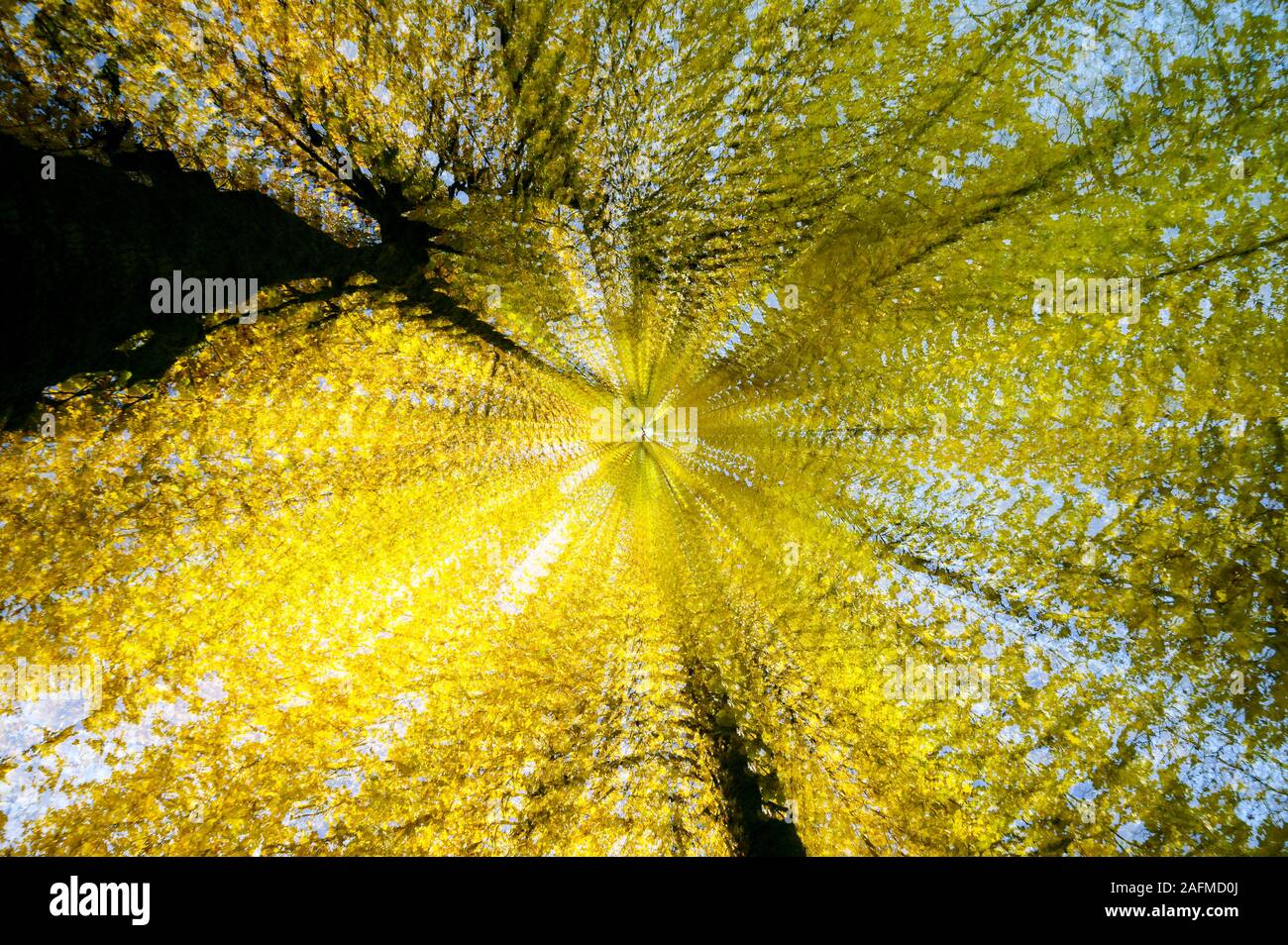 Fall Leaves Multiple Exposure Abstract Stock Photo - Alamy