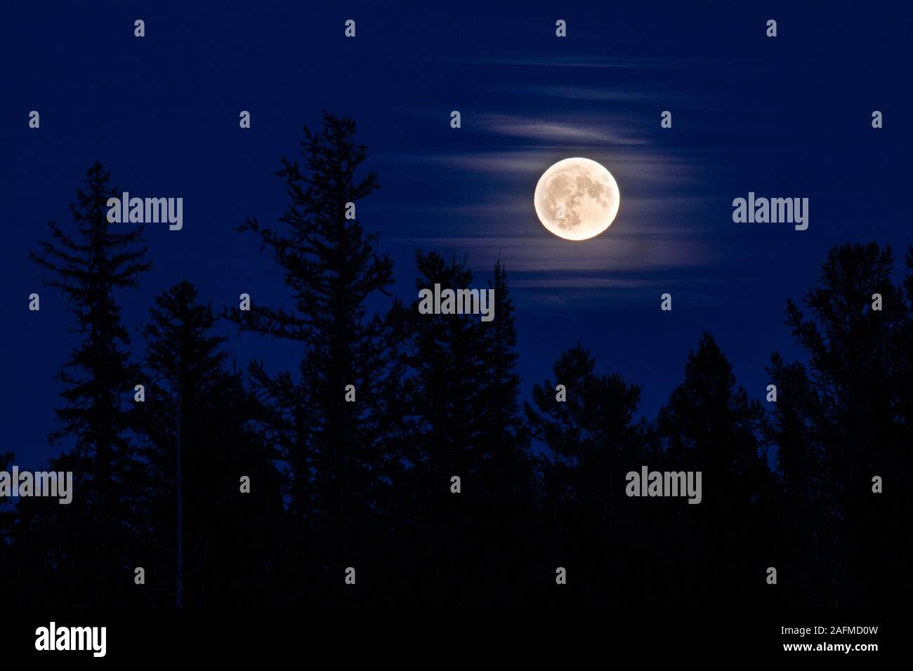 A full Moon Rises over a forest in the Bitterroot Mountains Stock Photo ...
