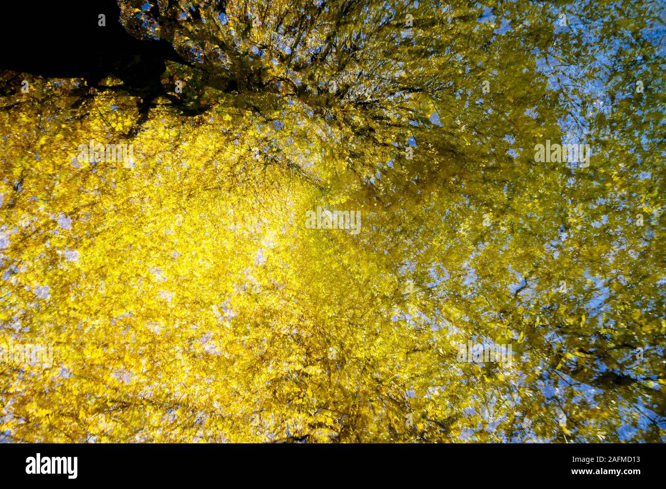 Fall Leaves Multiple Exposure Abstract Stock Photo - Alamy