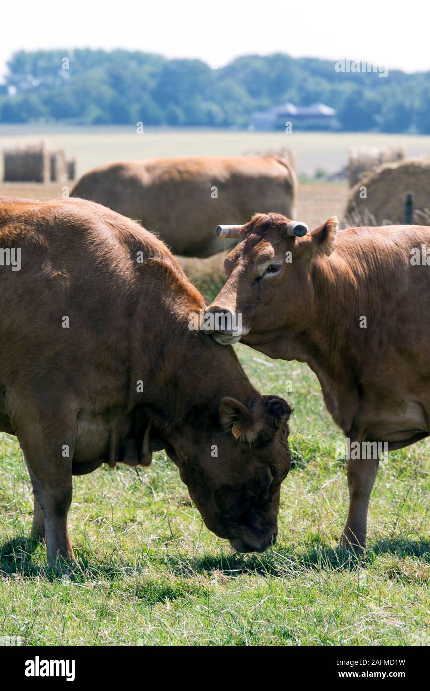 Kissing cows hi-res stock photography and images - Alamy