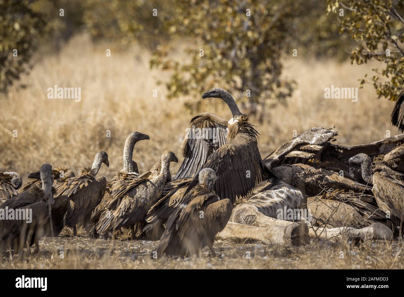 Vulture death vultures africa hi-res stock photography and images - Alamy