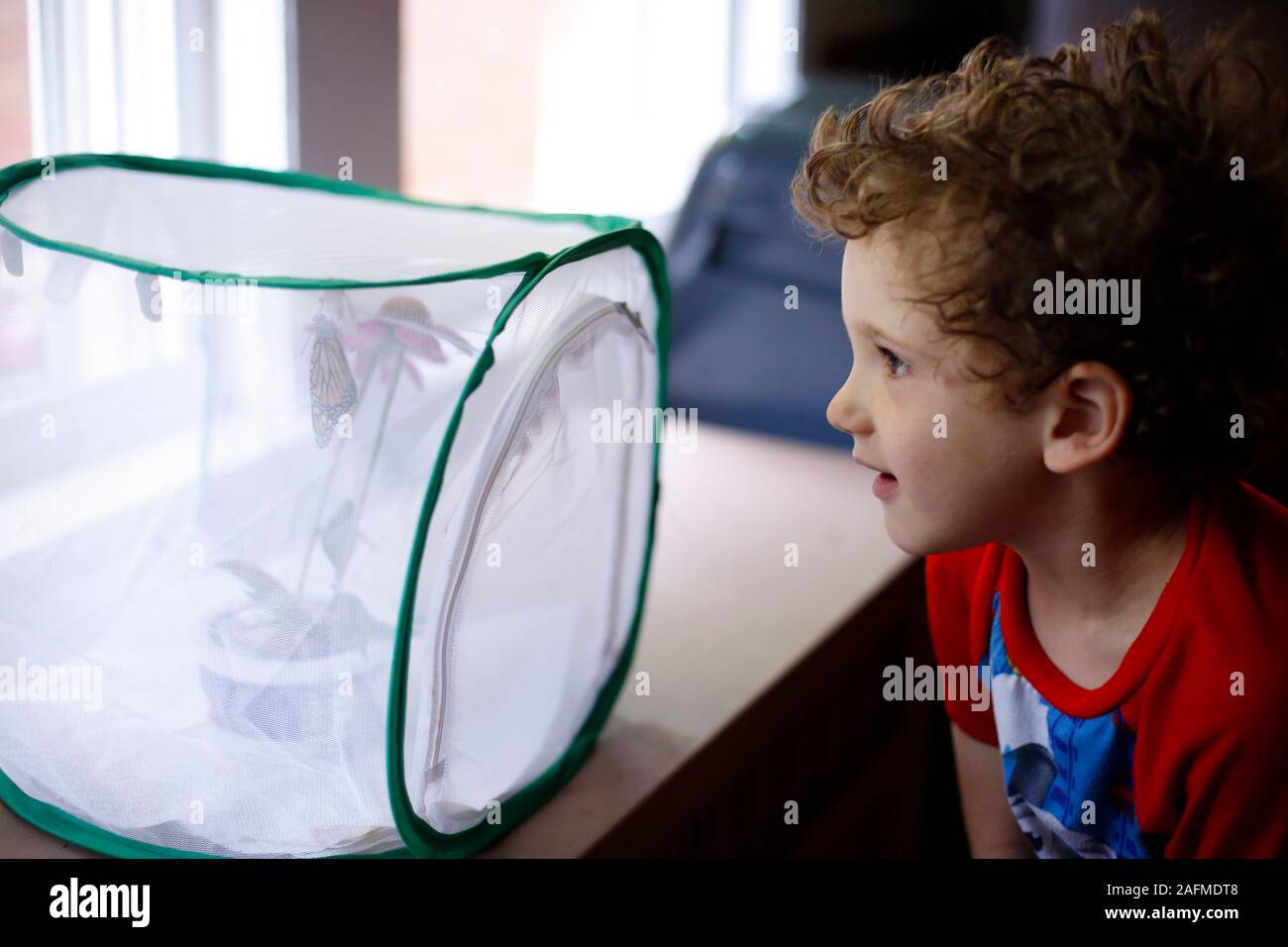 Young boy watching monarch butterflies emerge from a chrysalis Stock ...