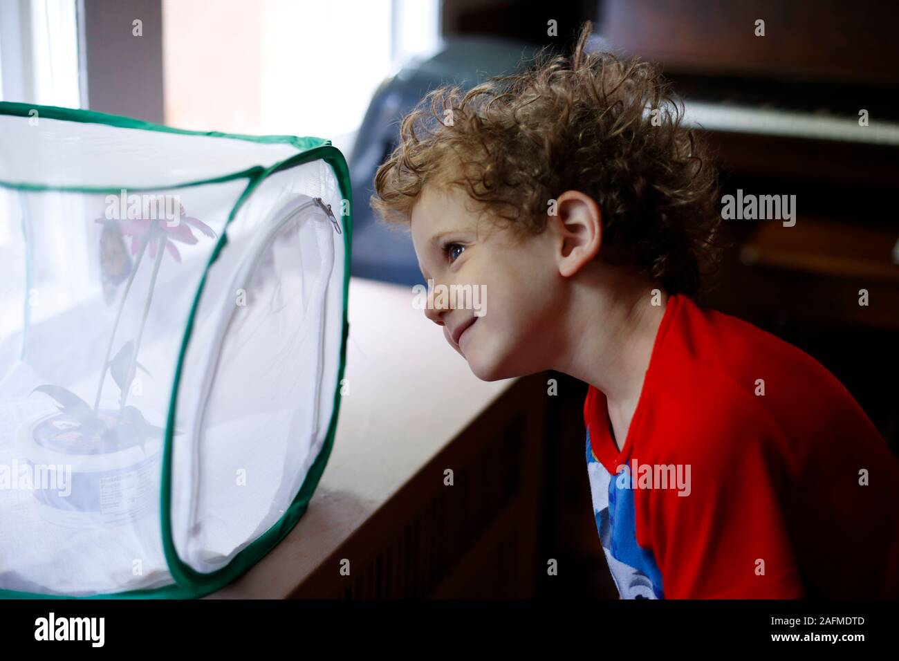 Young boy watching monarch butterflies emerge from a chrysalis Stock ...