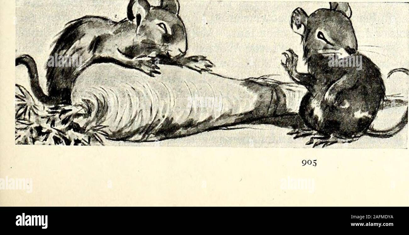 Scampered hi-res stock photography and images - Alamy