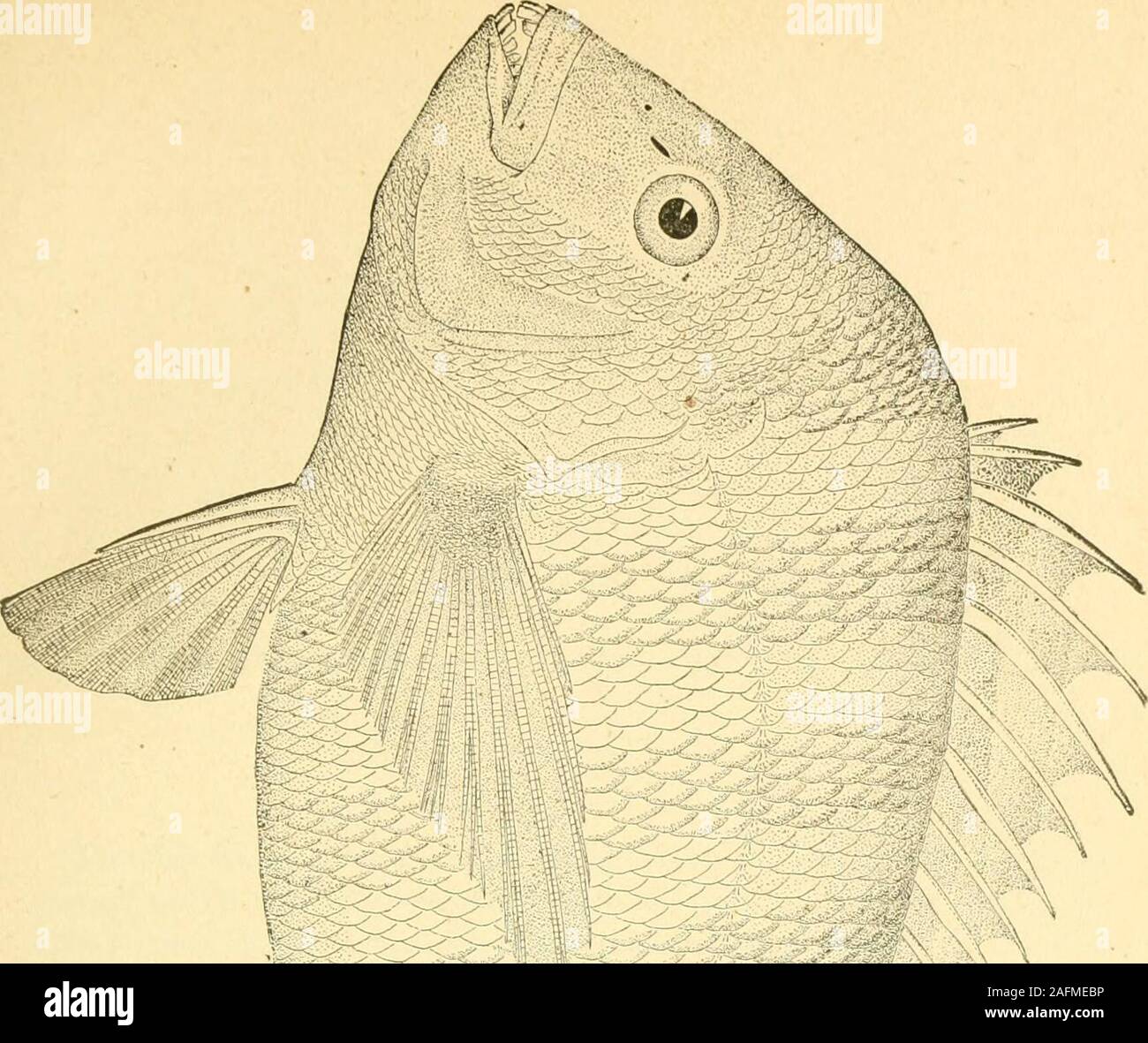 . The fishes of the east Atlantic coast, that are caught with hook and ...