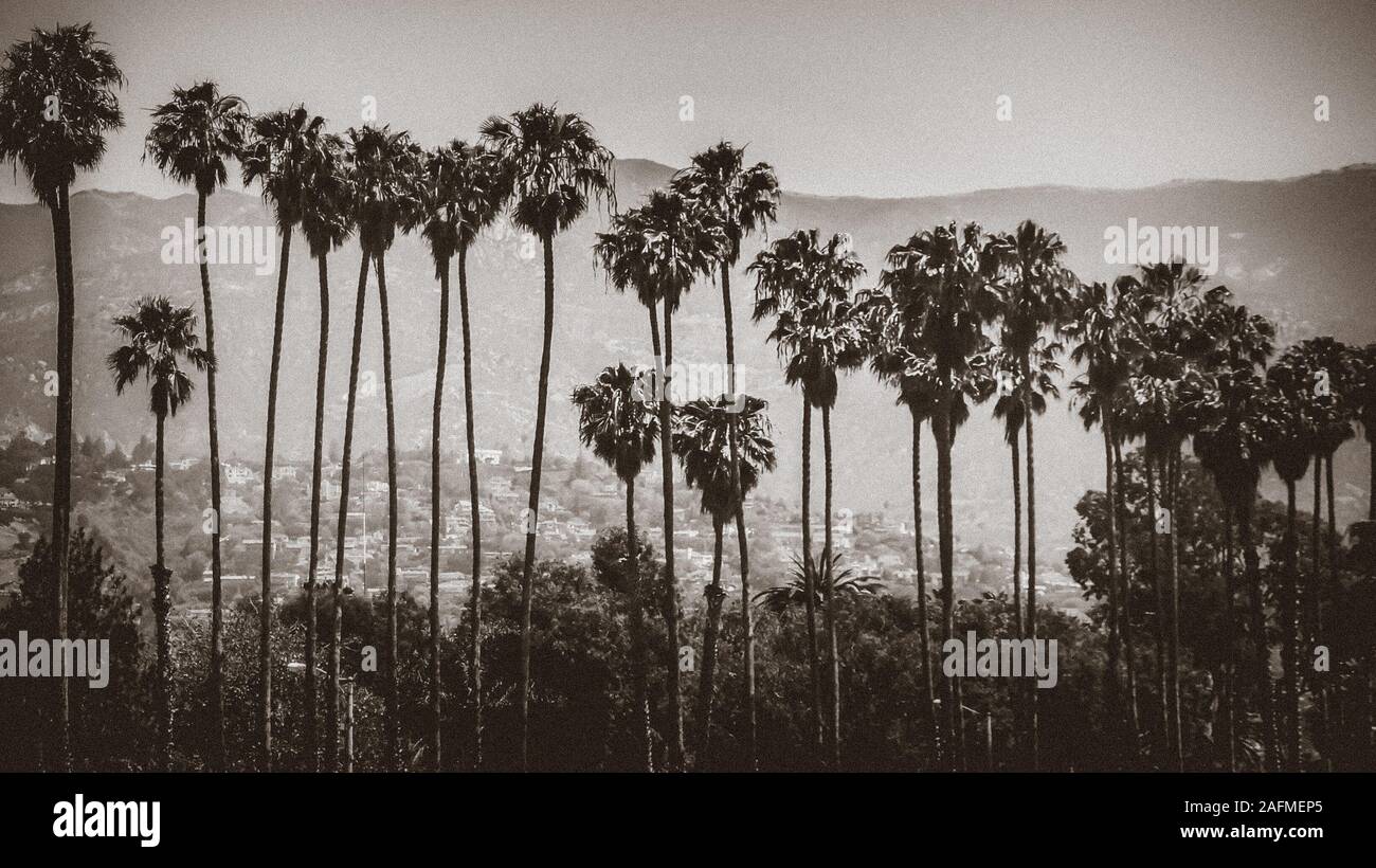 Palm trees beach grainy hi-res stock photography and images - Alamy