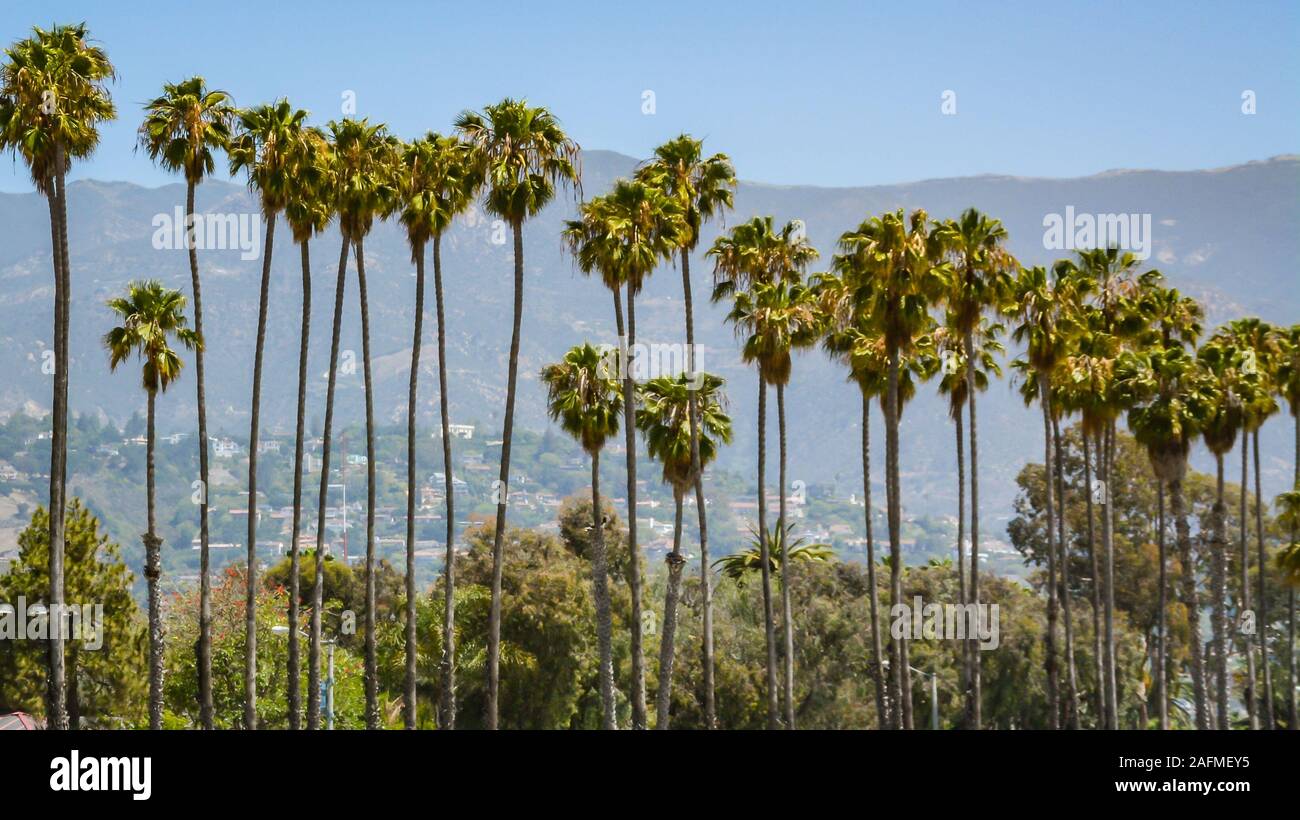 A row of tall palm trees against the Riviera area in the foothills of ...