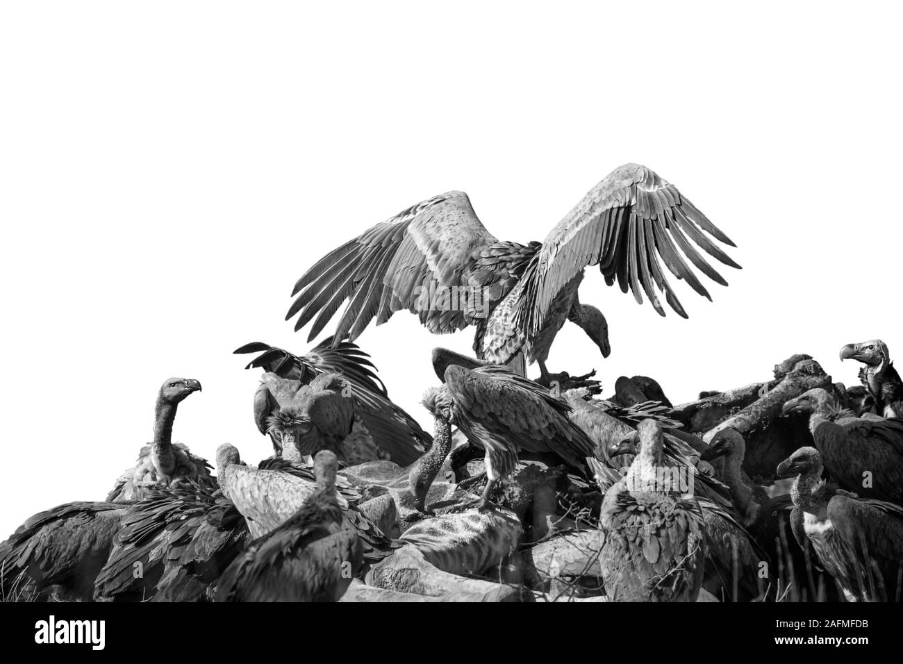Vulture death vultures africa hi-res stock photography and images - Alamy