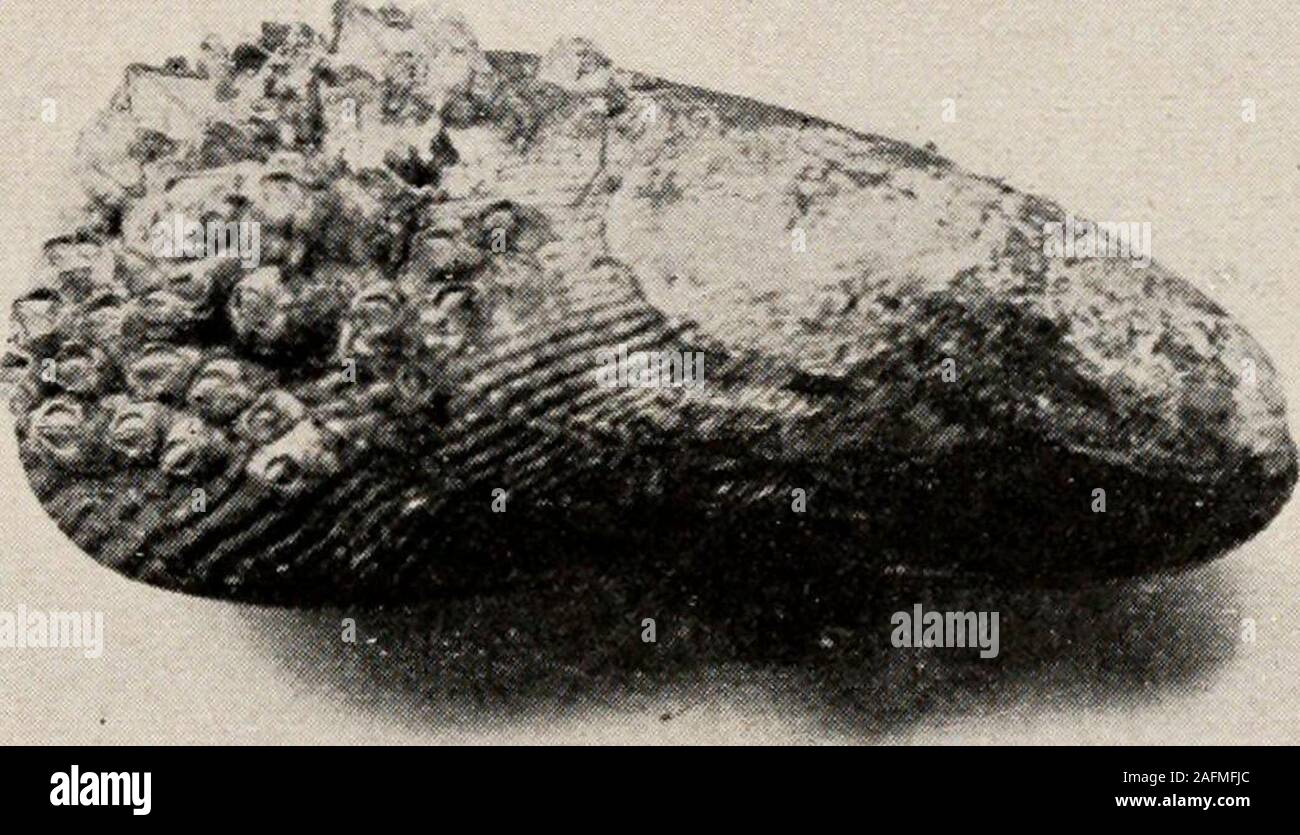 Cyclops genus hi-res stock photography and images - Alamy