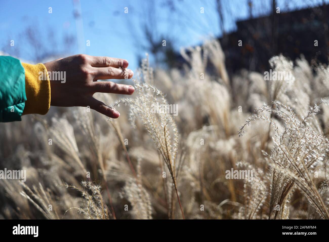 Human hand touching grass hi-res stock photography and images - Alamy