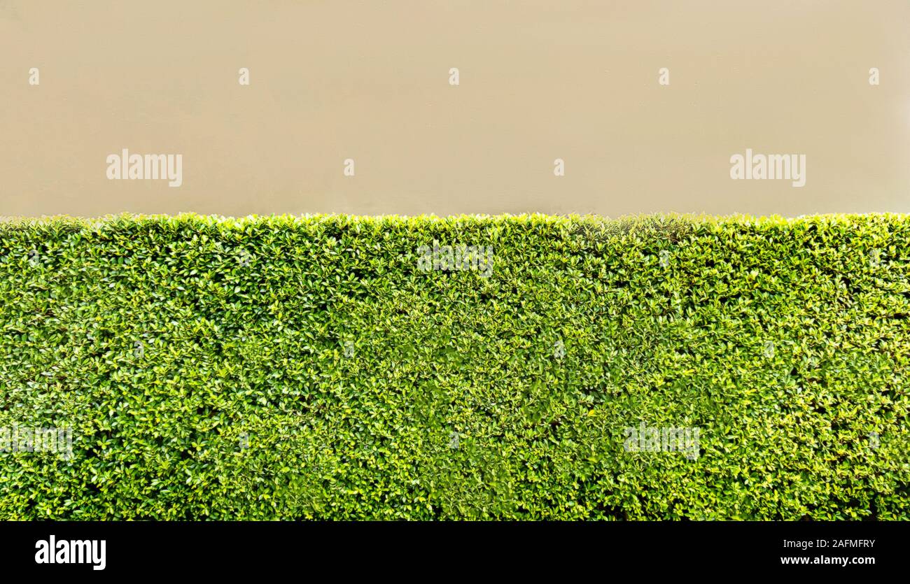 Summer wall hi-res stock photography and images - Alamy