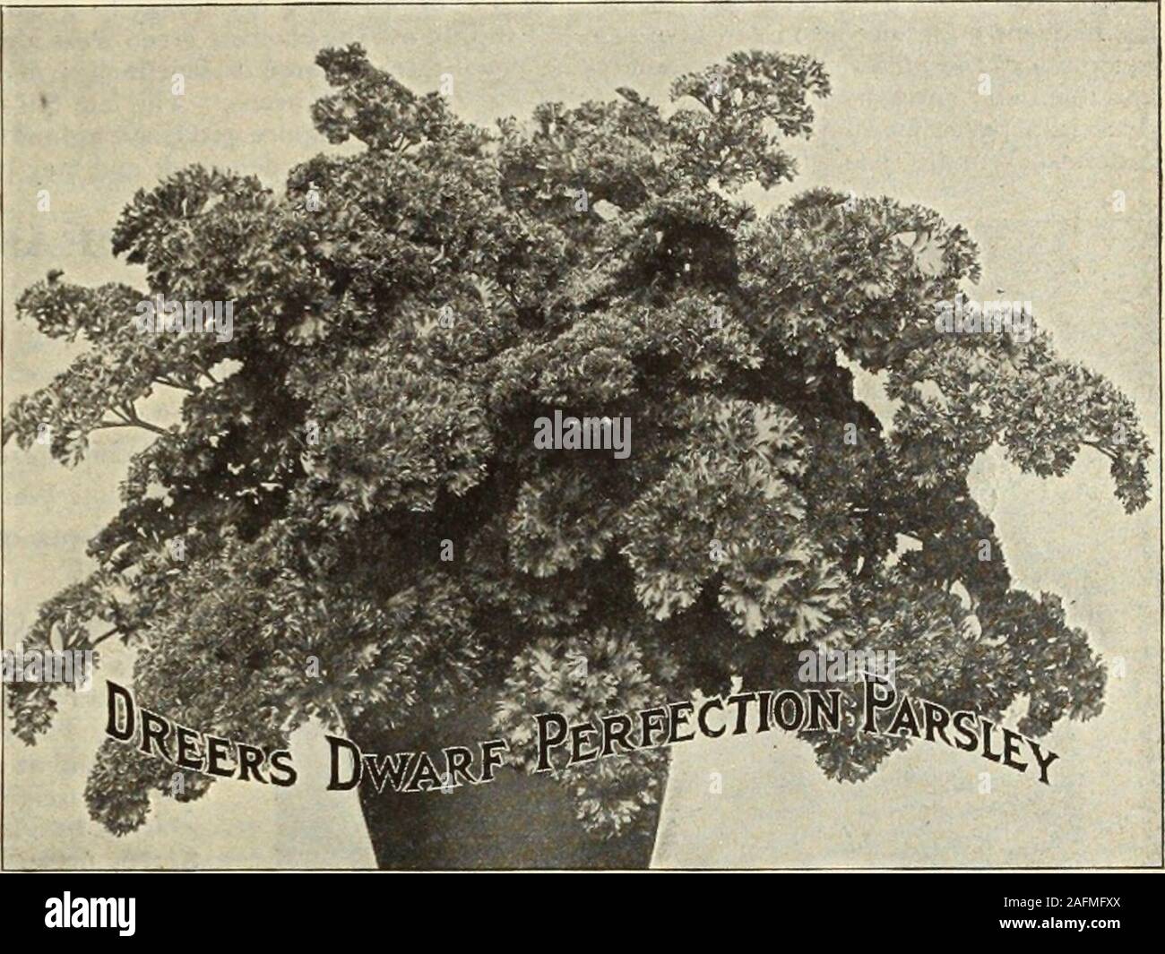 Qreen leaves hi-res stock photography and images - Alamy