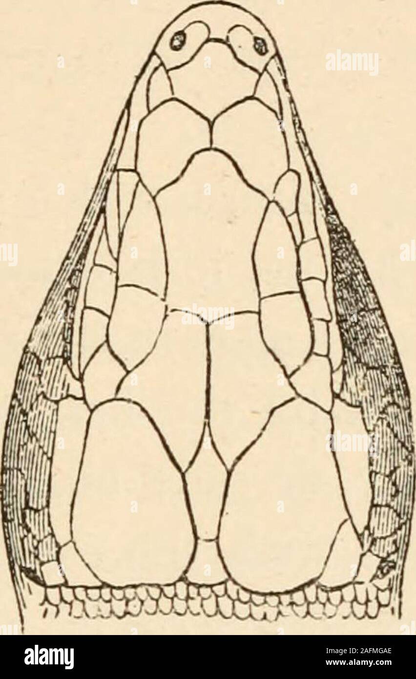 Hexagonal scales hi-res stock photography and images - Alamy