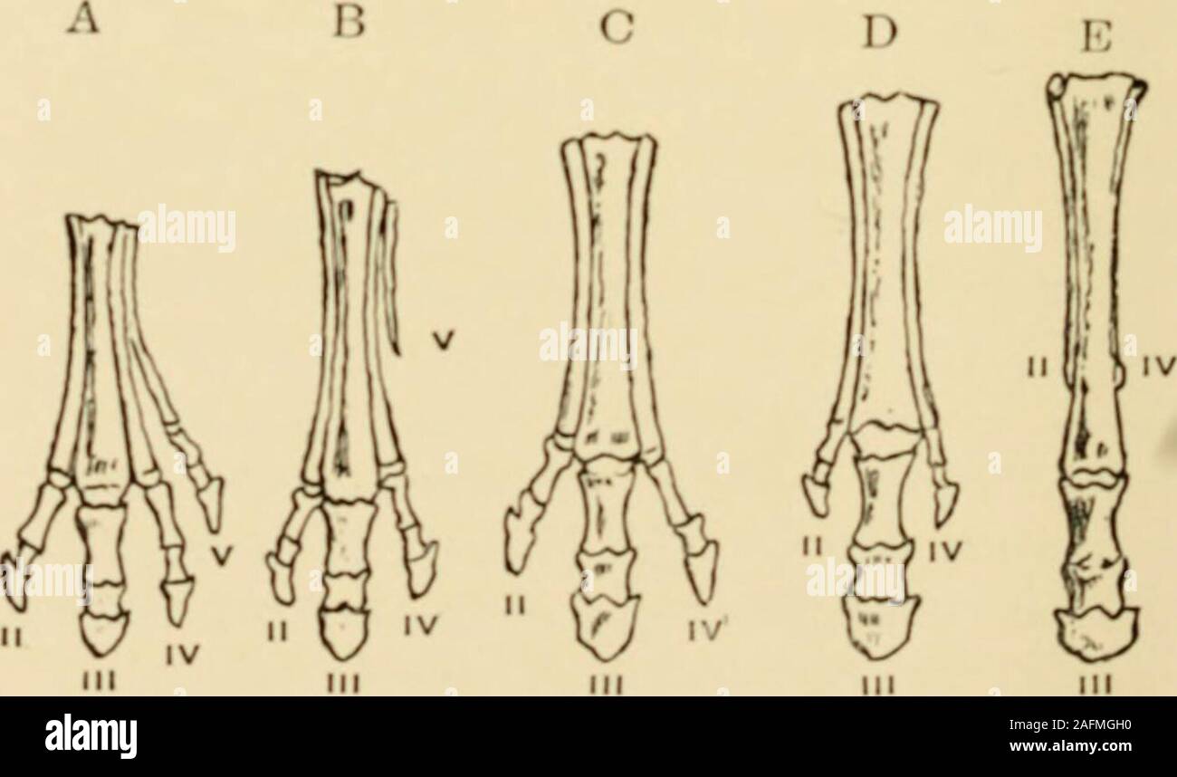 Eleven toes hi-res stock photography and images - Alamy