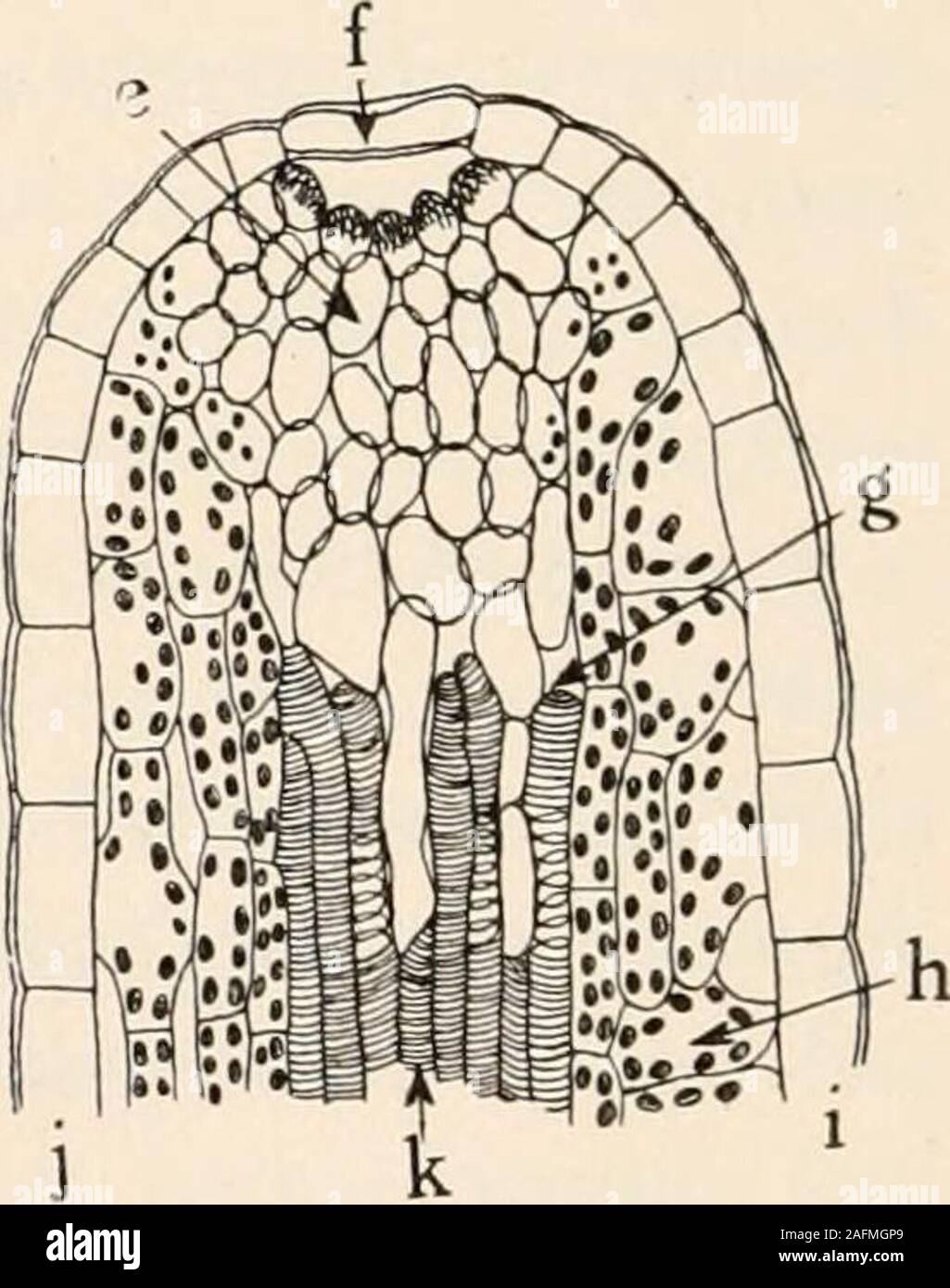 . Plant anatomy from the standpoint of the development and functions of ...
