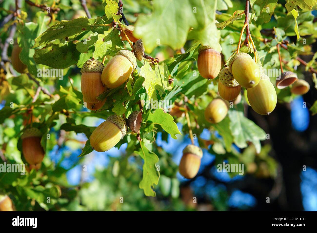 Acorns Growing On Oak Tree High Resolution Stock Photography and Images ...