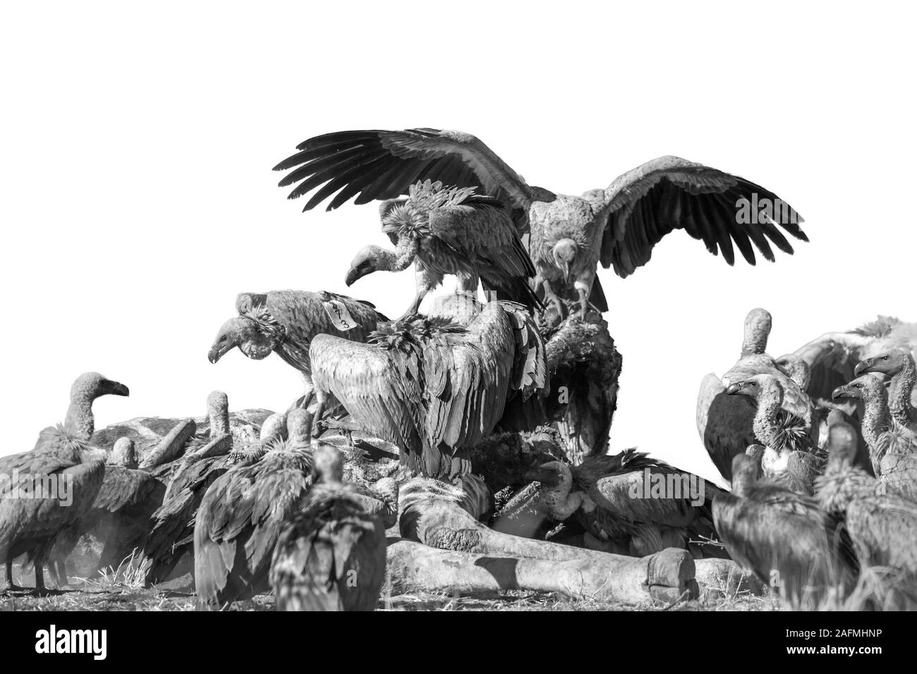 White backed Vulture group scavenging giraffe's carcass in Kruger ...