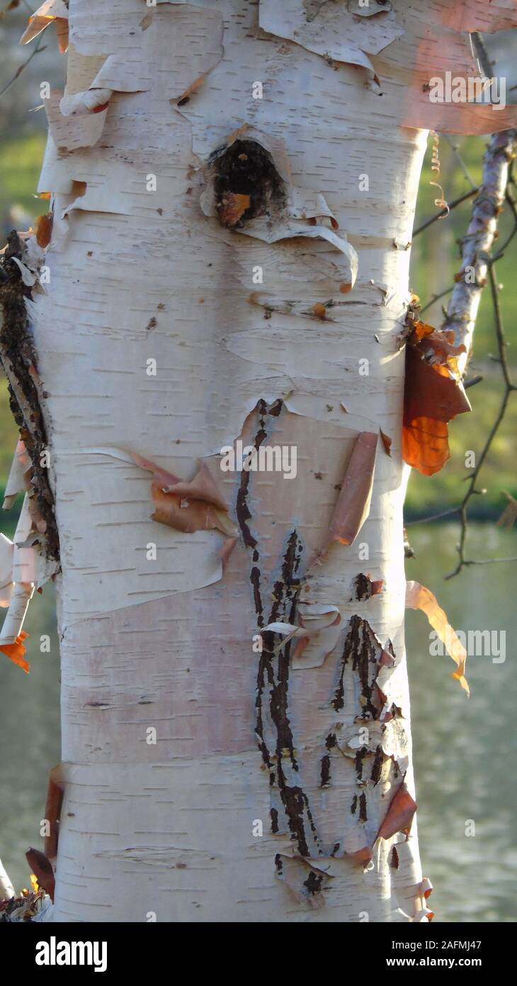 Paper Birch Tree High Resolution Stock Photography and Images - Alamy