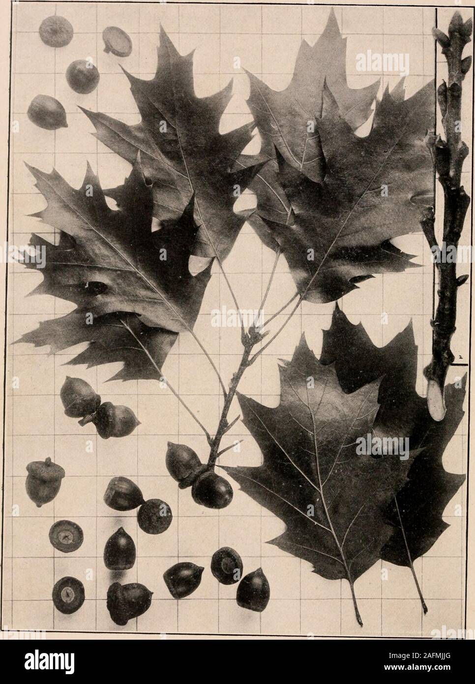 Rounded structure of a tree hi-res stock photography and images - Alamy